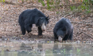 Yala Block 5 safari tour in Sri Lanka - Tree Tops Jungle Lodge