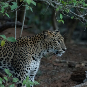 Yala Block 5 safari tour in Sri Lanka - Tree Tops Jungle Lodge